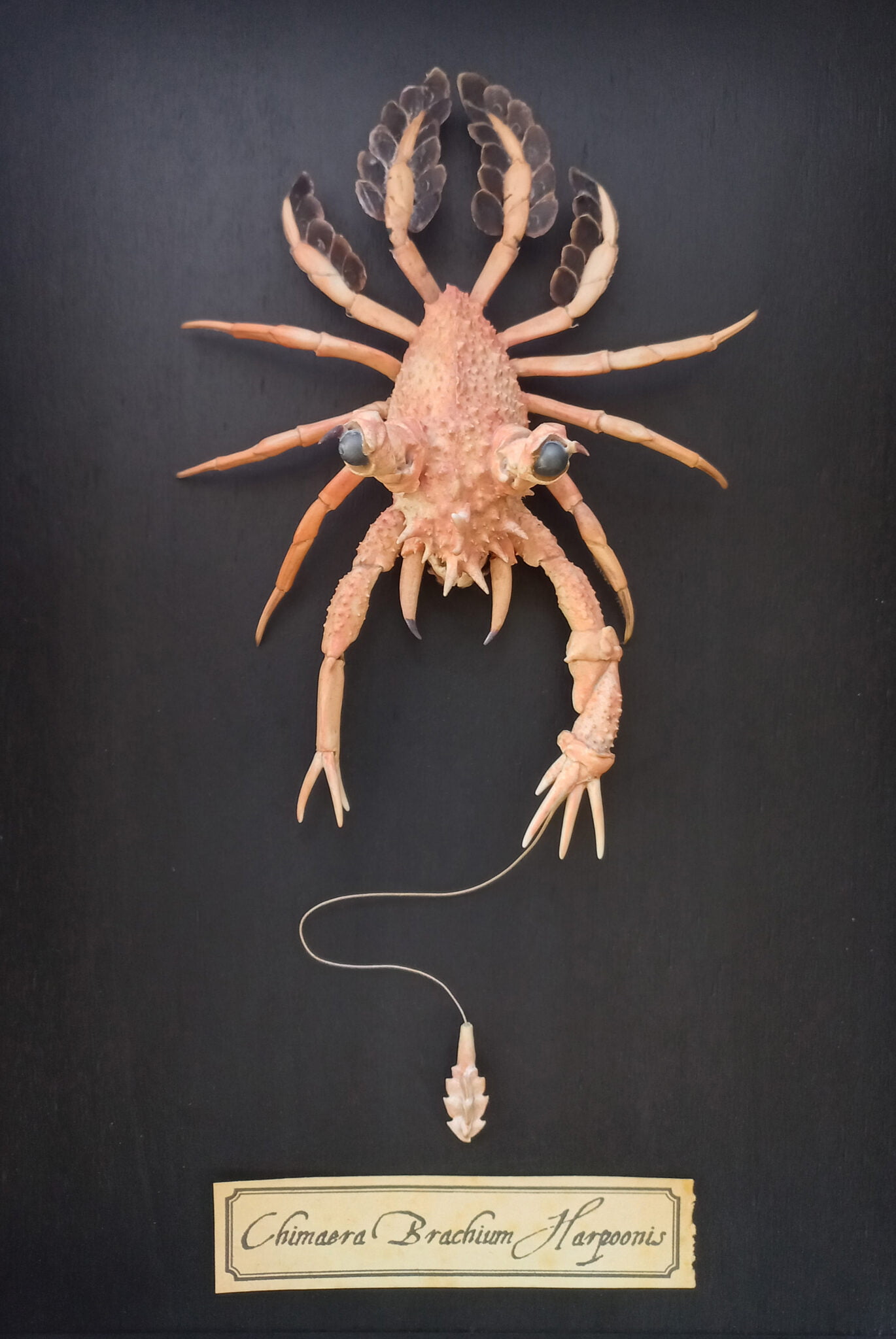 Chimaera Brachium Harpoonis - Richard Dhennin